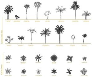 27 Palm Tree CAD Blocks | 2D Elevations & Plans (Free DWG)