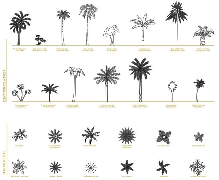 27 Palm Tree CAD Blocks | 2D Elevations & Plans (Free DWG)